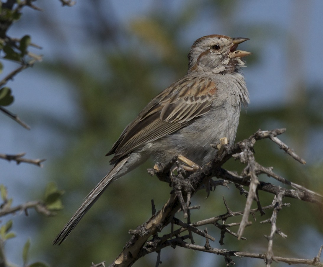 Butler's Birds: A Salute to Sparrows